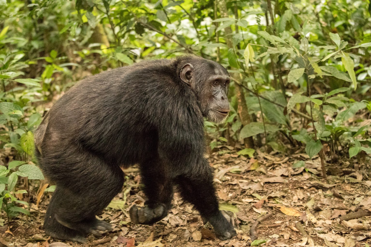 Chimpanzee Habitat Project – Different Path Into Globality