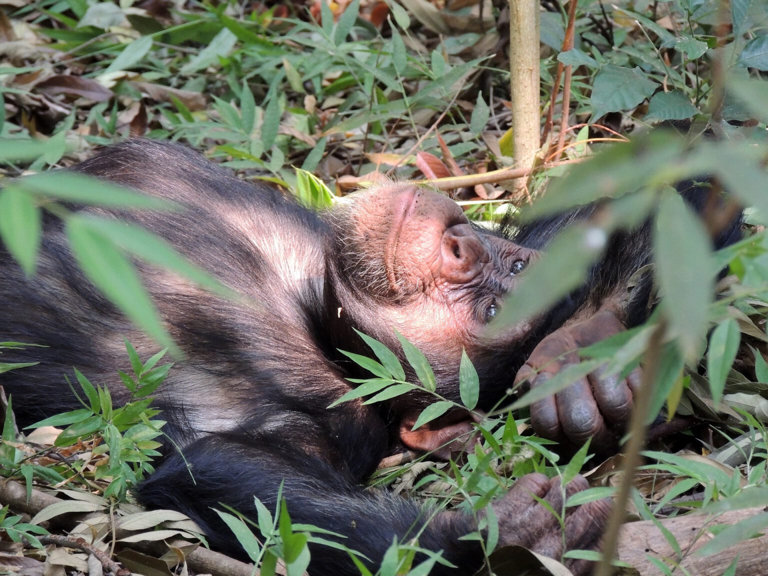 Chimpanzee Habitat Project – Different Path Into Globality